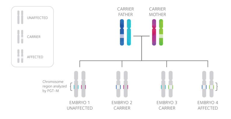 PGT-M - Preimplantation Genetic Testing