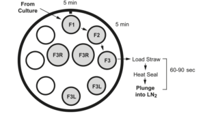 Global® Blastocyst Fast Freeze® And Thawing Kits - CooperSurgical