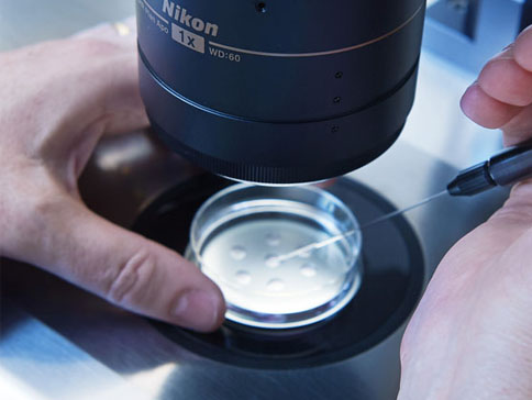 Denudation And Handling Pipettes - CooperSurgical